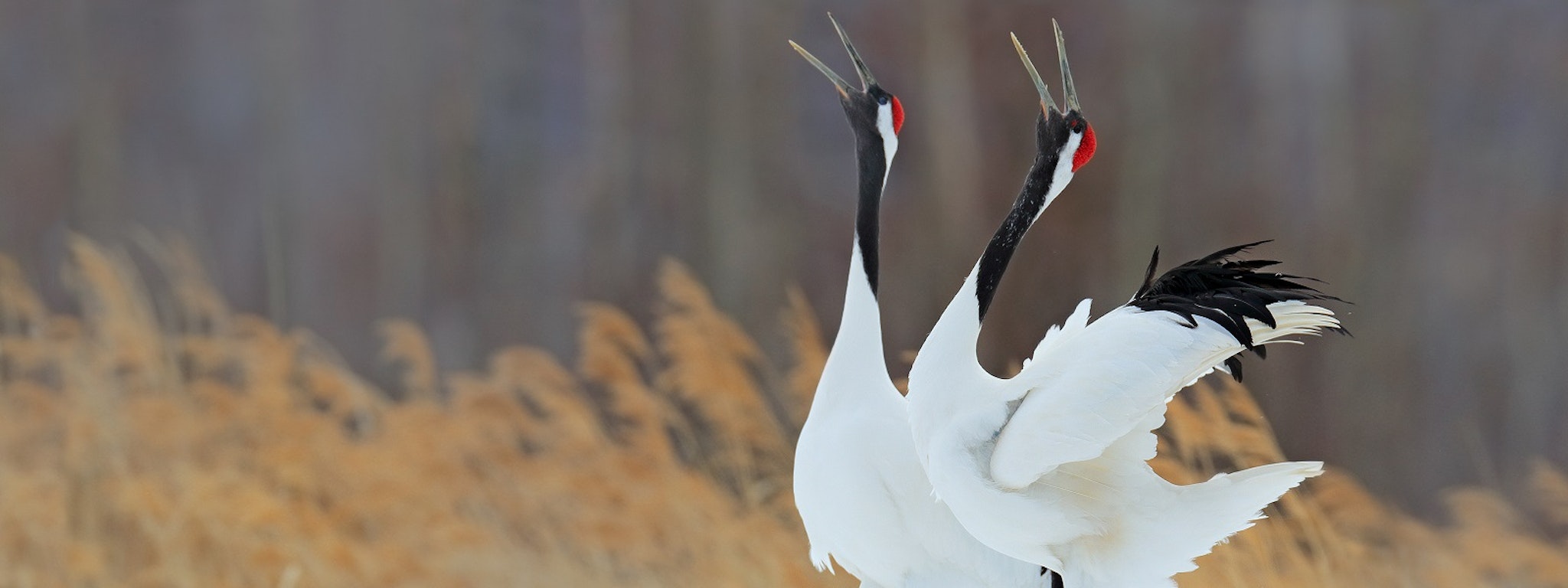 Back-to-Back Adventures | MT Sobek - Mountain Travel Sobek